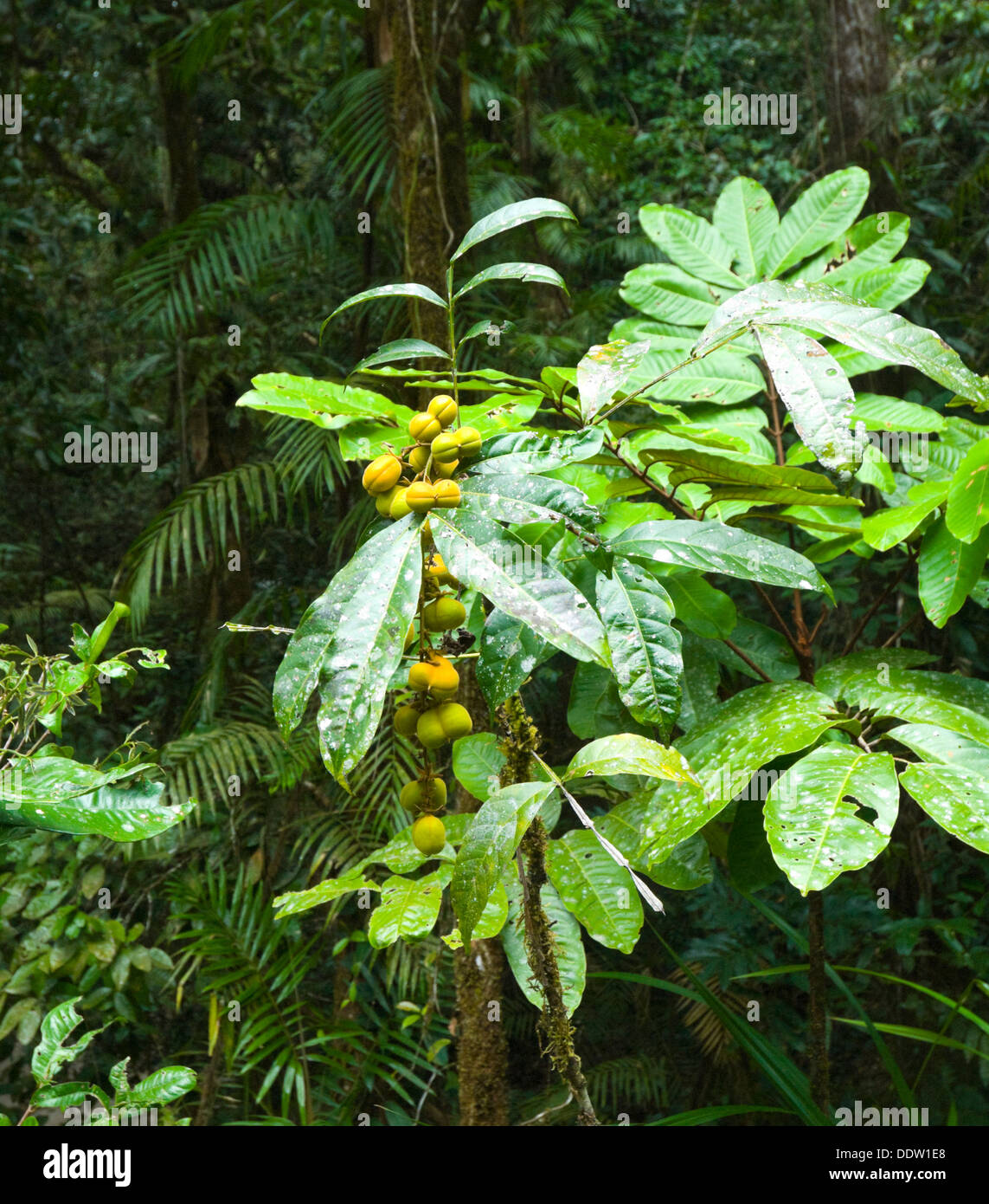 Forest Fruit Mossman Gorge Queensland Australia Stock Photo - Alamy