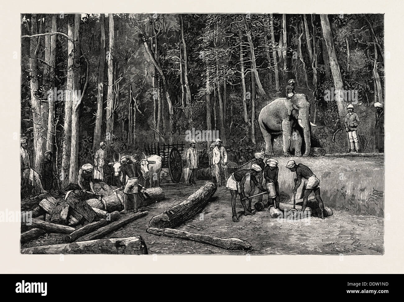 NATIVES FELLING TIMBER IN A FOREST PERSEVERANCE PROPERTY, GOLD MINING ...