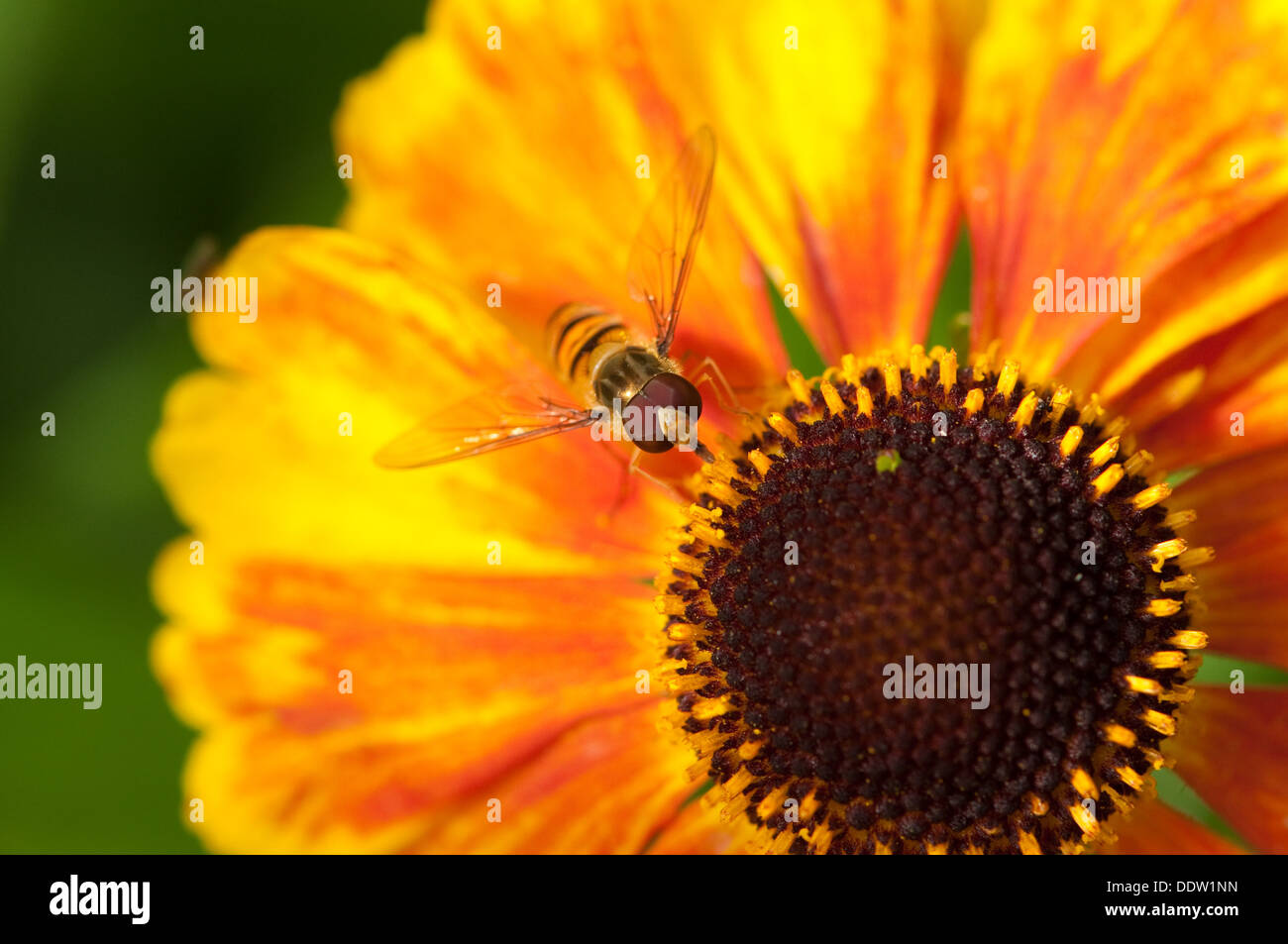 Scottish hoverfly hi-res stock photography and images - Alamy