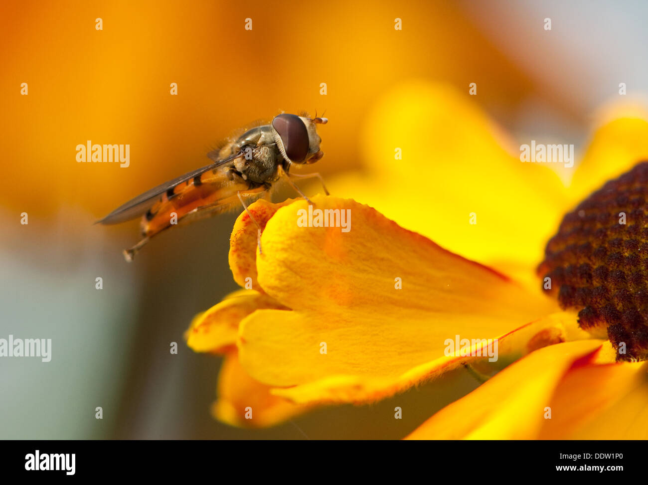 Scottish hoverfly hi-res stock photography and images - Alamy