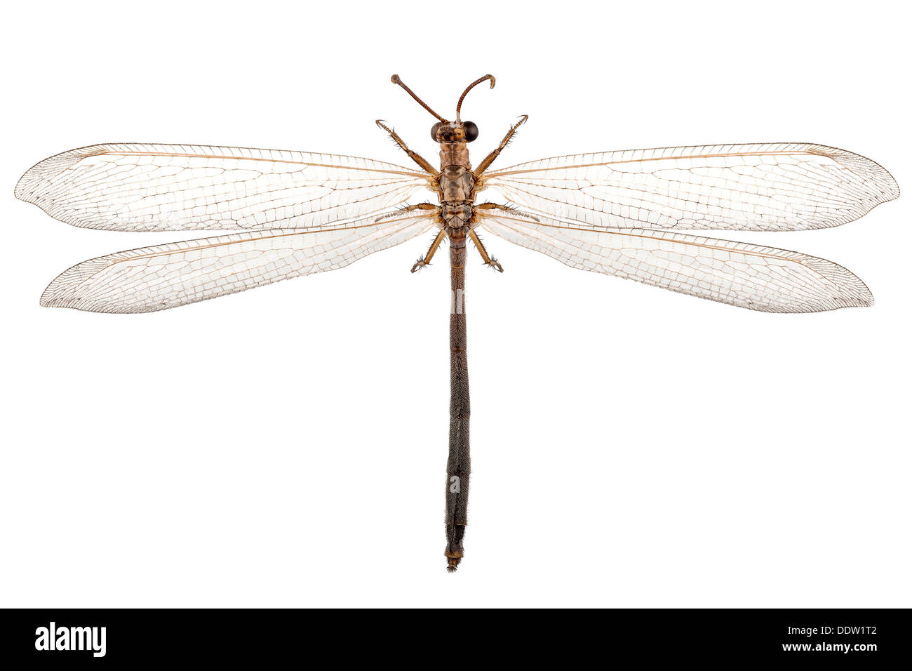 Ant-Lion species Myrmeleon formicarius Stock Photo - Alamy