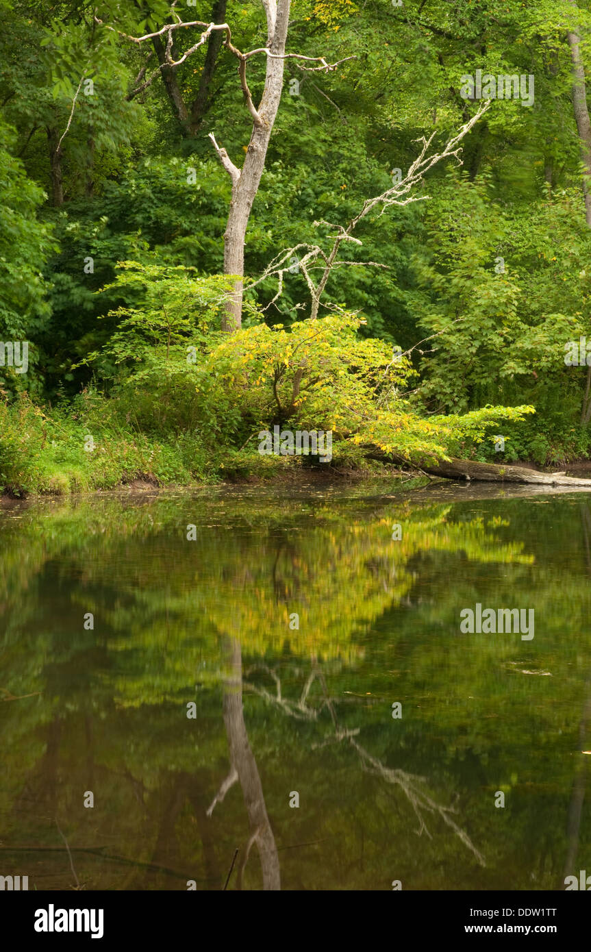 Reflections on a Mill Pond Stock Photo - Alamy