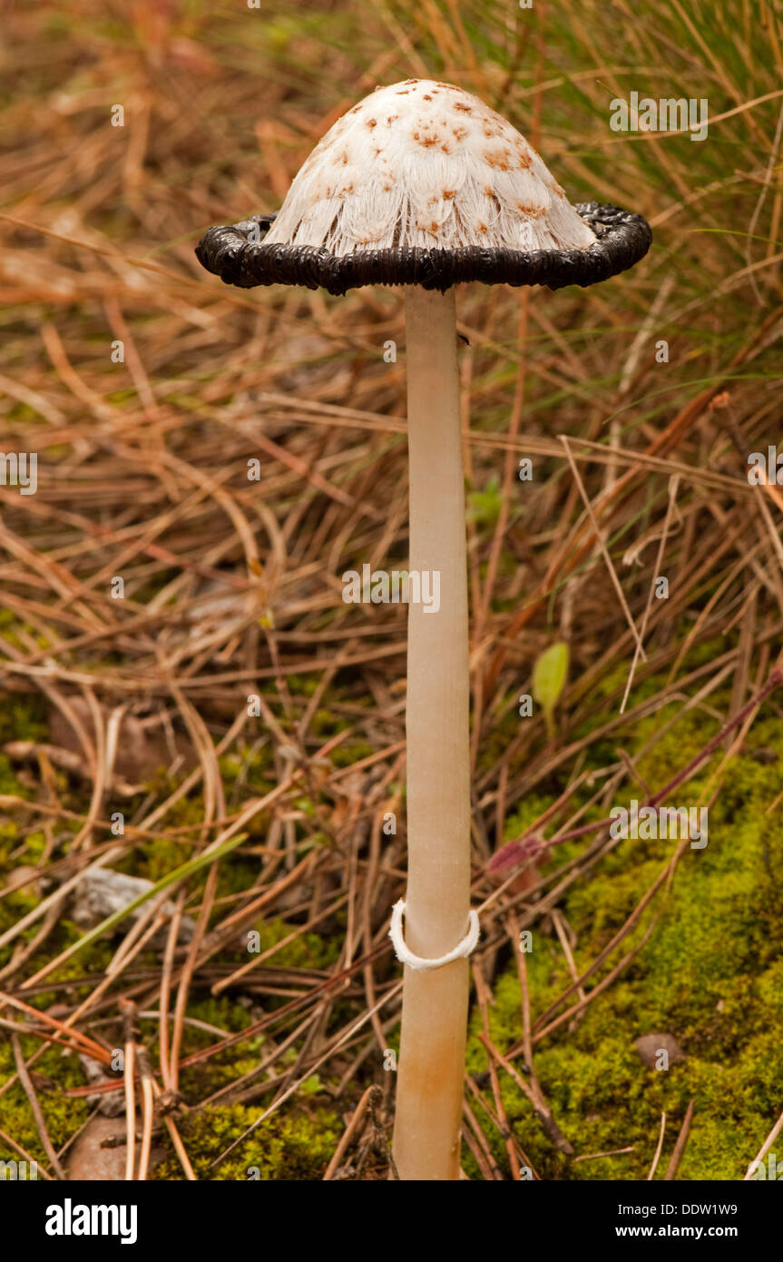 Ink fungus hi-res stock photography and images - Alamy