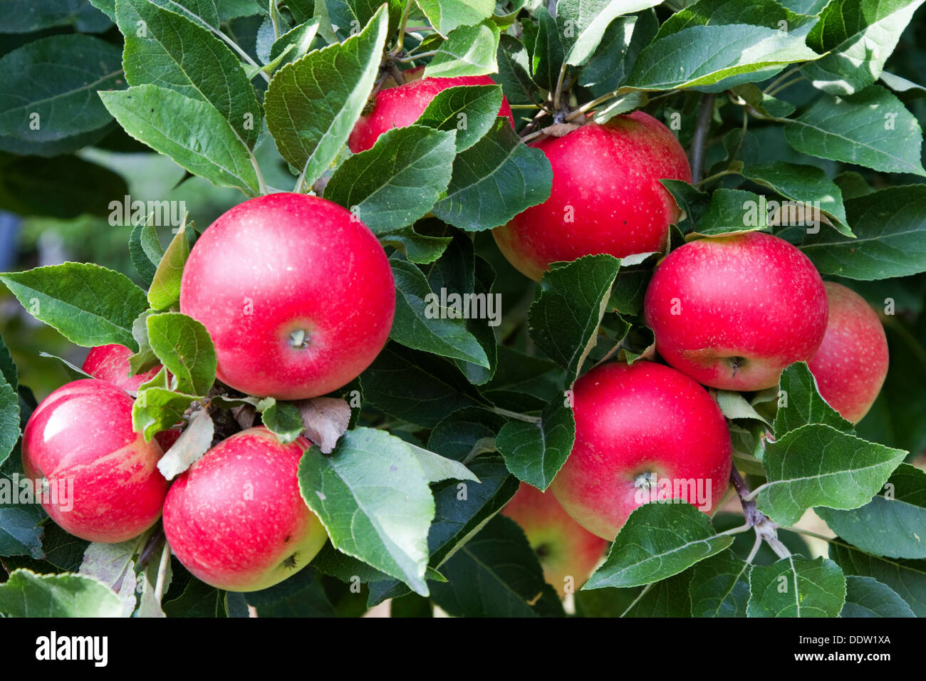 Discovery apples ripening in a Surrey garden Stock Photo - Alamy
