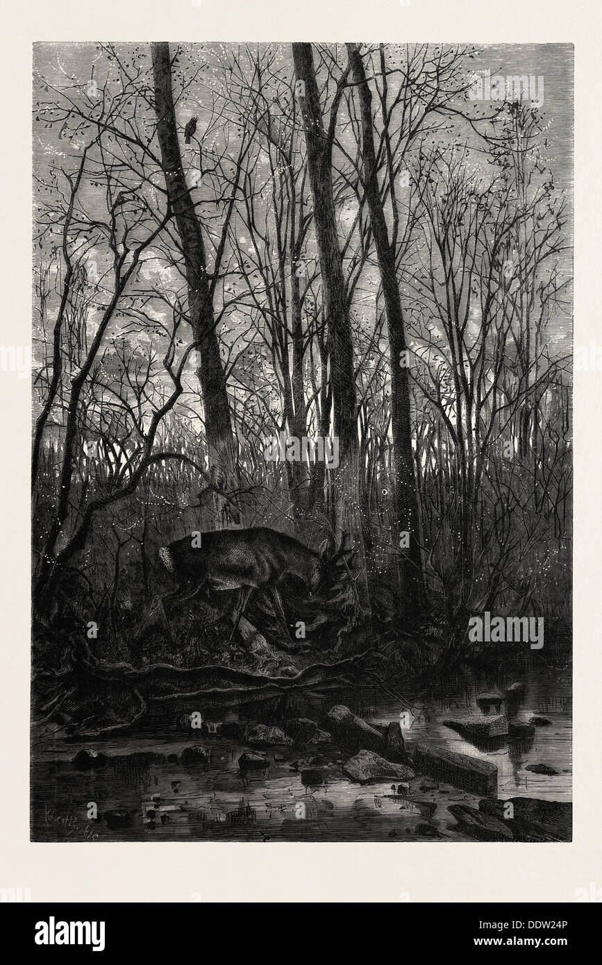 FOREST SCENE IN SPRING, engraving 1882 Stock Photo - Alamy