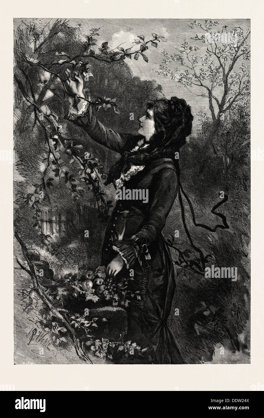 FRUIT, engraving 1882, lady Stock Photo - Alamy