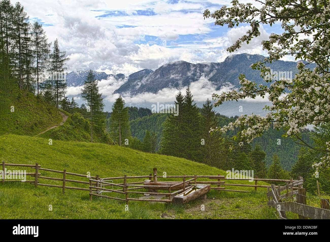 Alpine meadow austria hi-res stock photography and images - Alamy