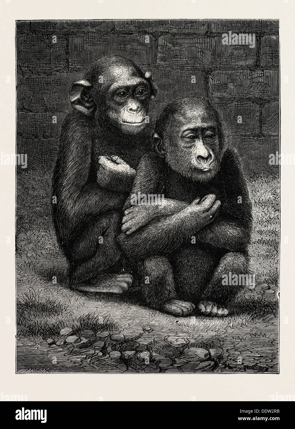 Chimpanzee and gorilla hi-res stock photography and images - Alamy