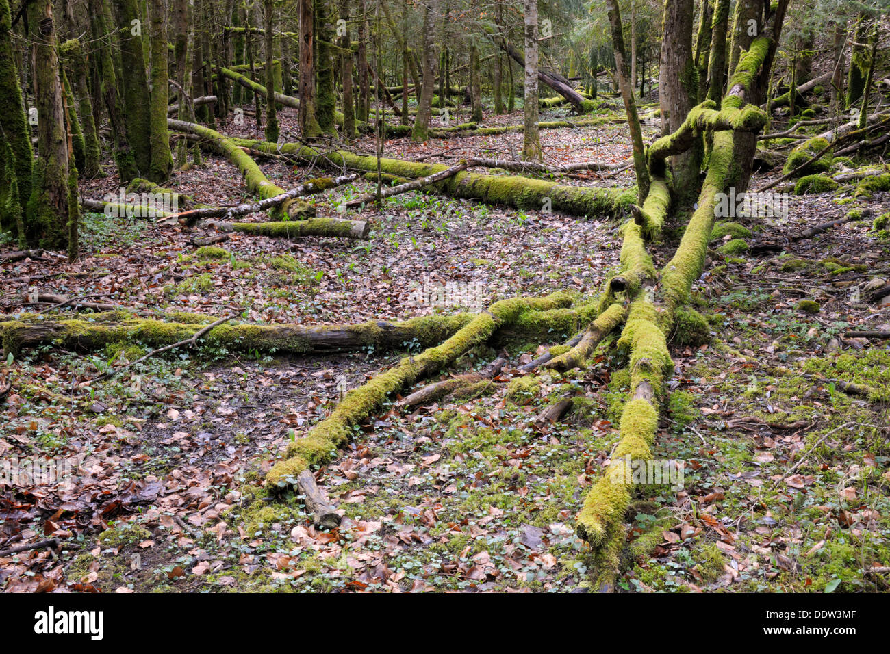 Rainforest and fallen leaves hi-res stock photography and images - Alamy