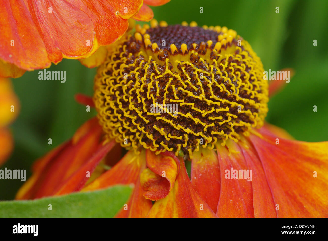 Sahins hi-res stock photography and images - Alamy