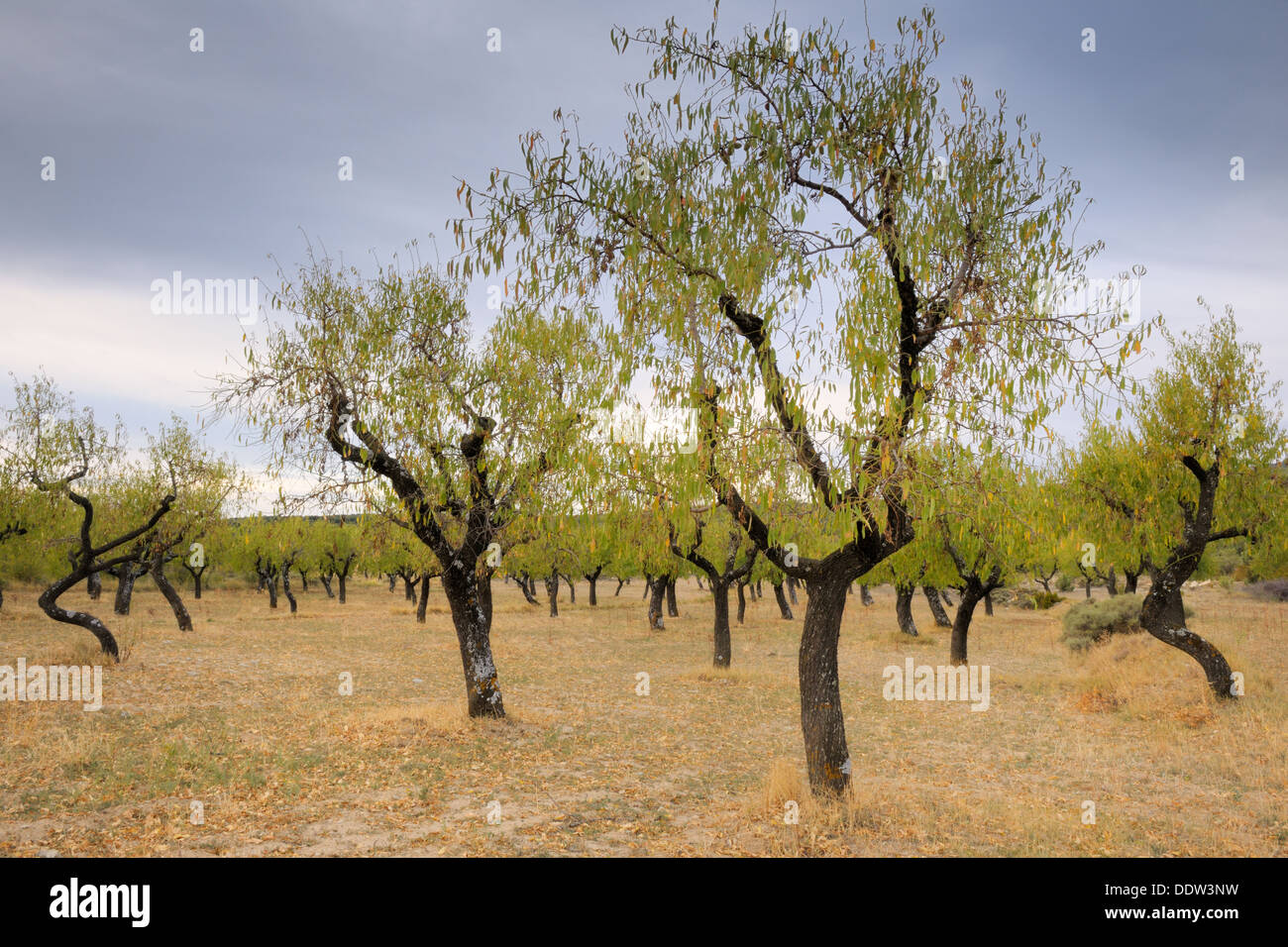 Almond orchard hi-res stock photography and images - Alamy