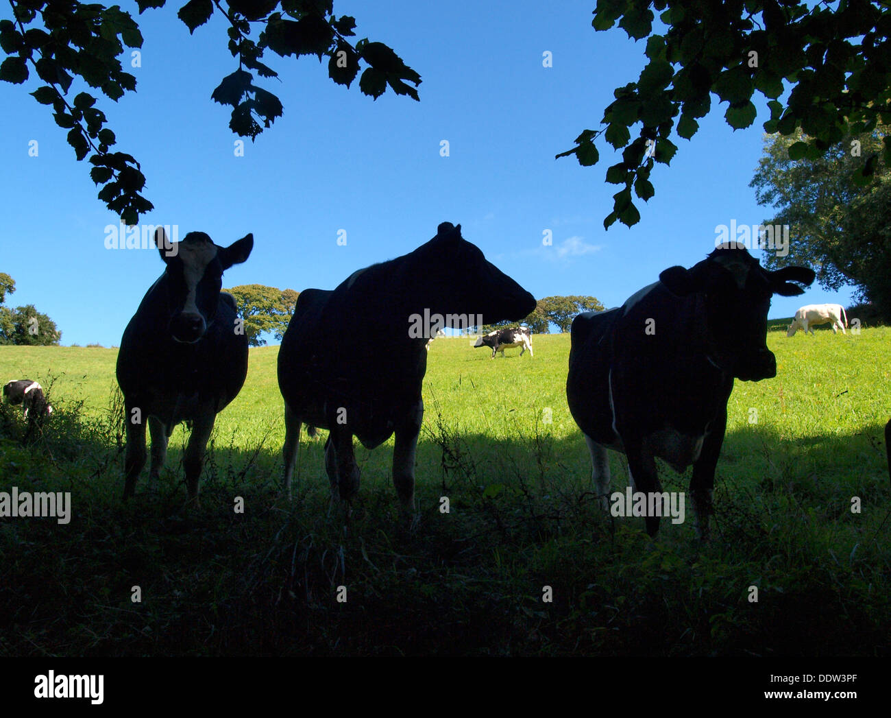 Standing cow cows hi-res stock photography and images - Alamy