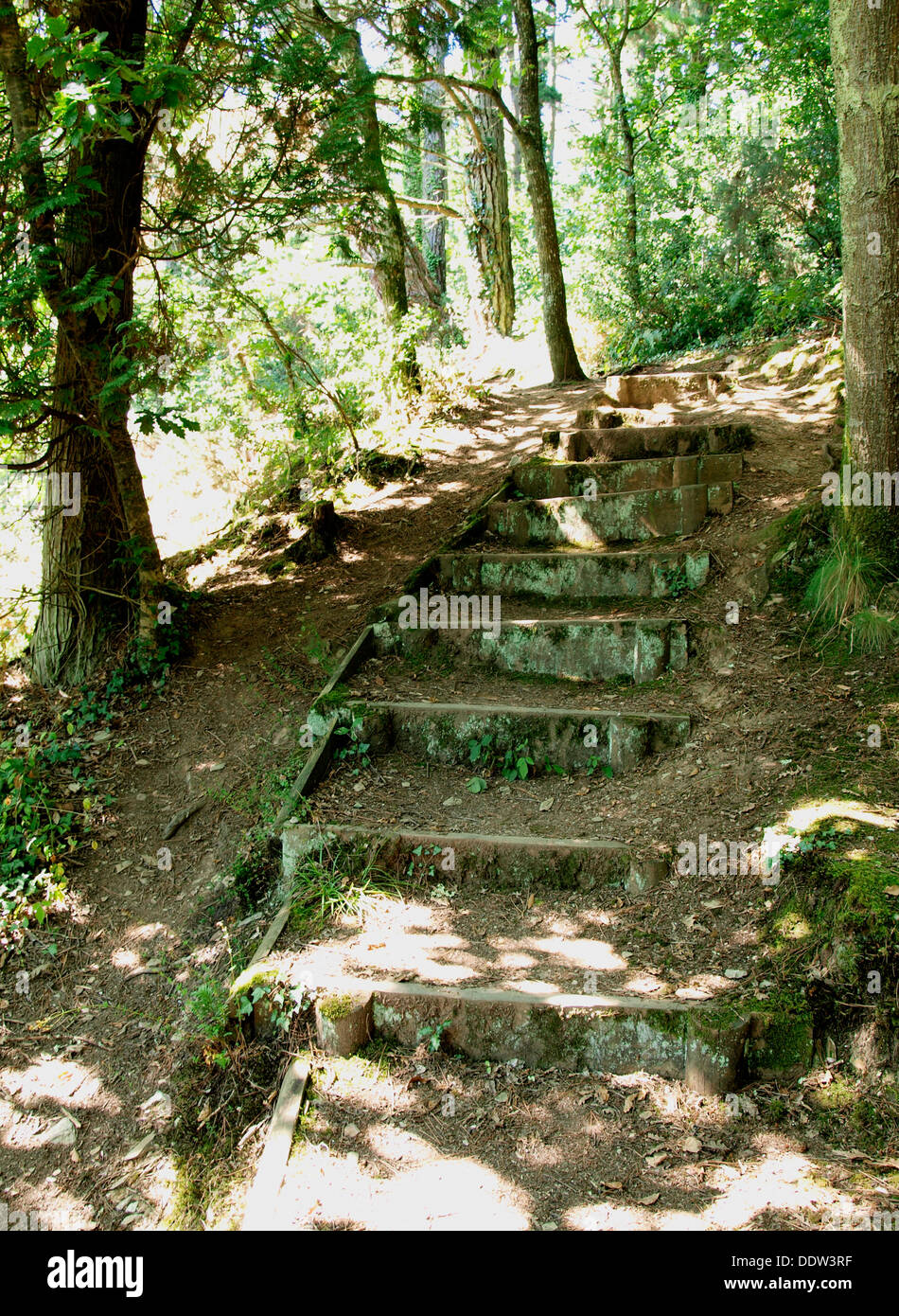 Woodland wooden steps hi-res stock photography and images - Alamy