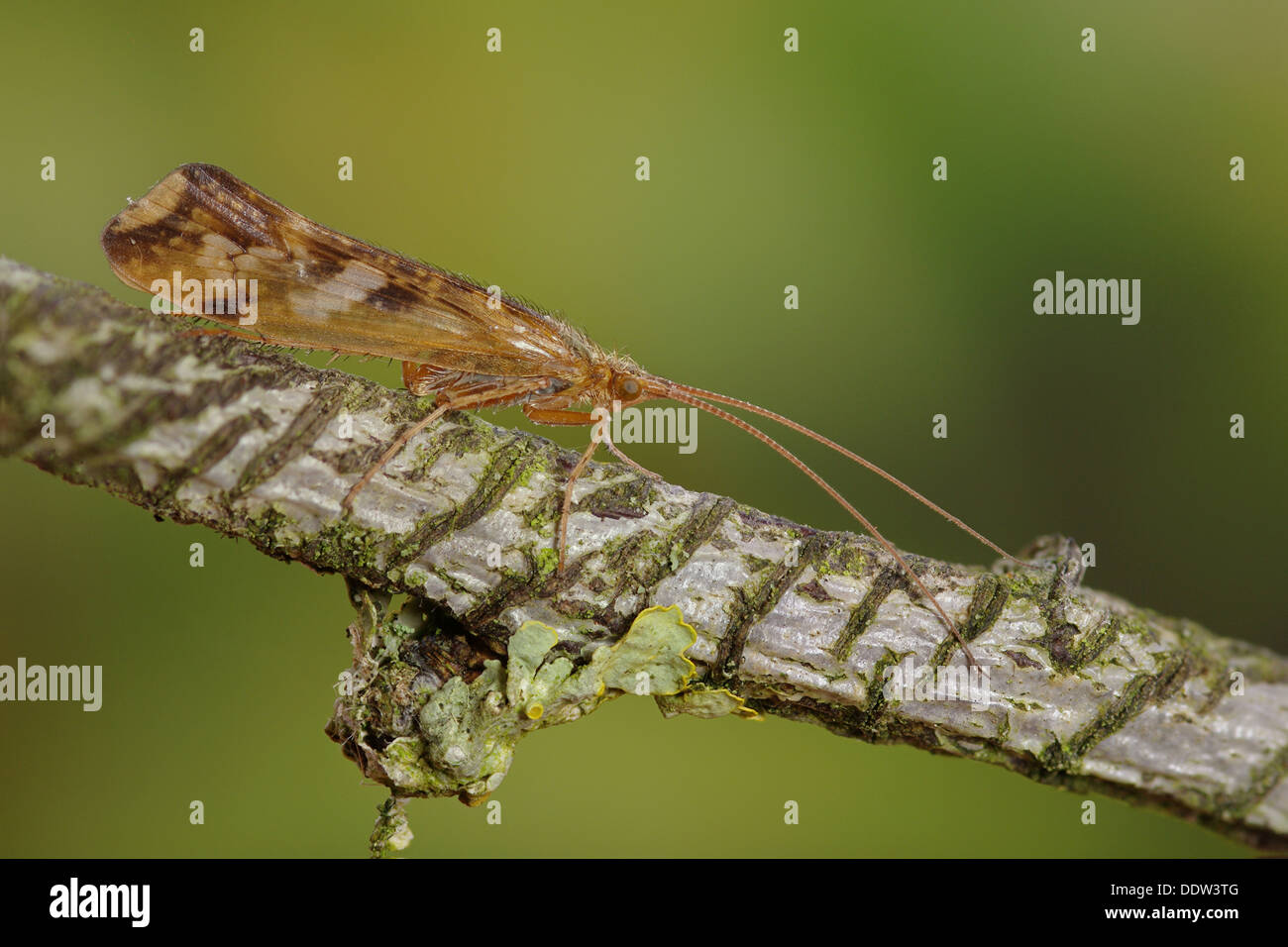 Alderfly hi-res stock photography and images - Alamy