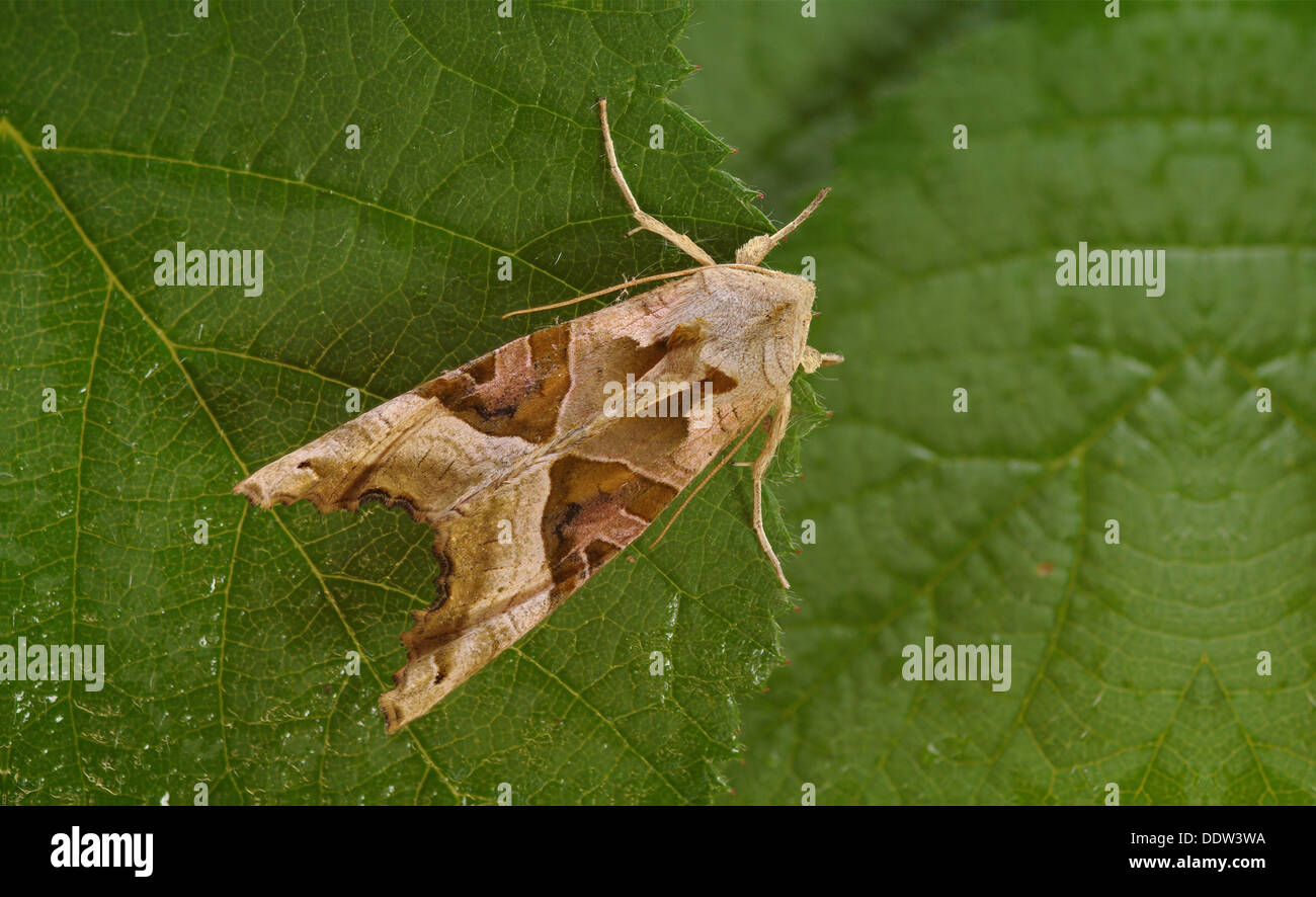 Angle shades moths hi-res stock photography and images - Alamy