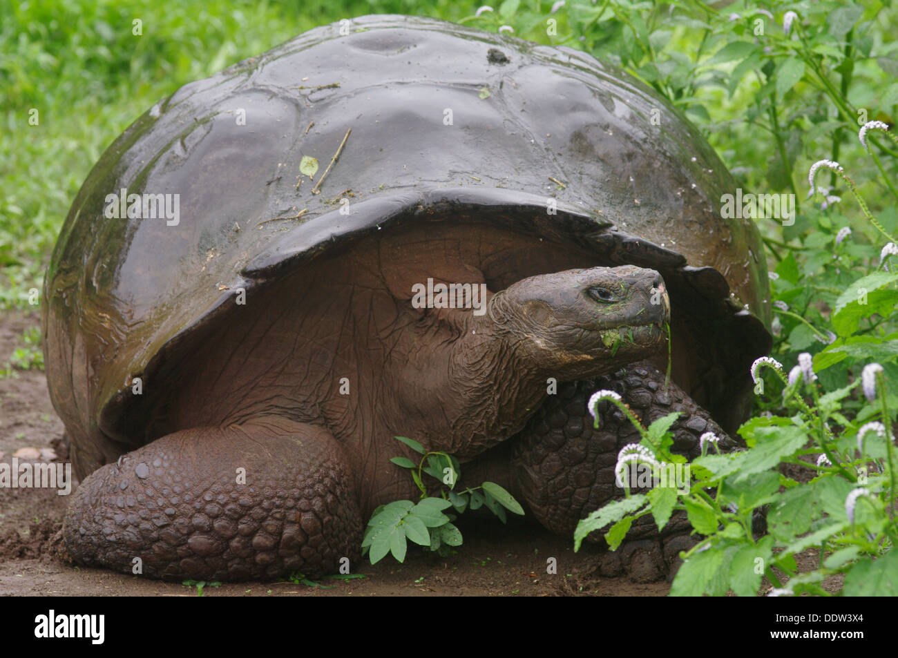 Giant Galapagos Tortoise - Geochelone elephantopus Stock Photo - Alamy