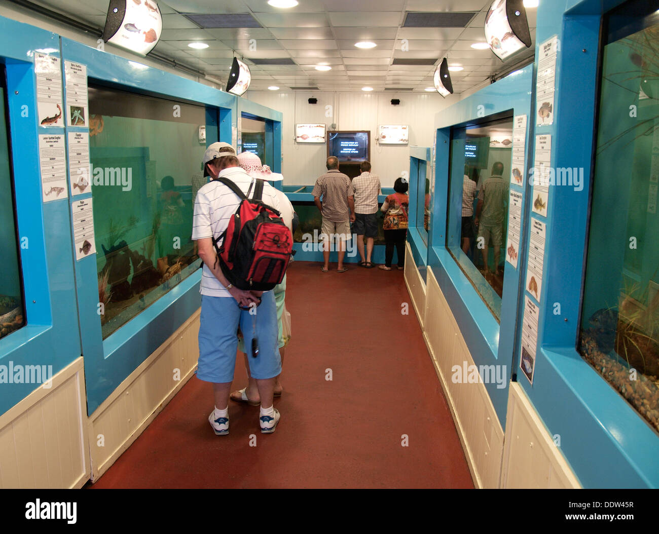 Marine life inside of tanks hi-res stock photography and images - Alamy