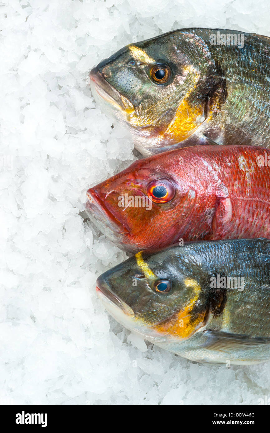 On ice fish hi-res stock photography and images - Alamy