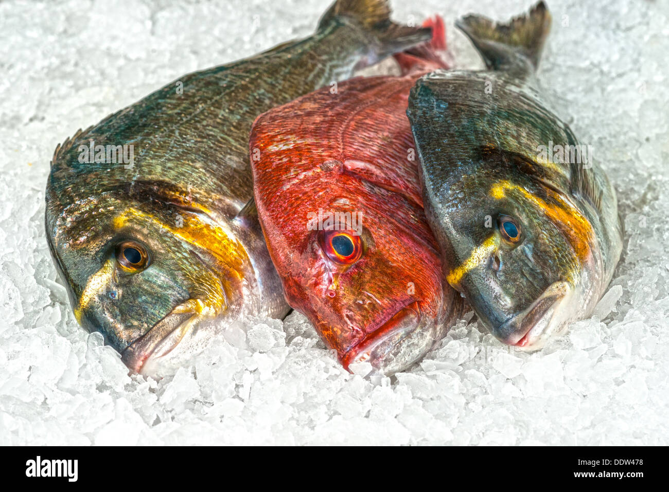Seafood on ice at the fish market Stock Photo - Alamy