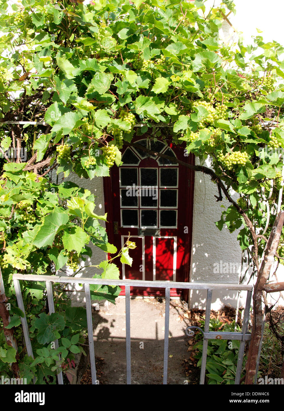 Grape vine uk hi-res stock photography and images - Alamy