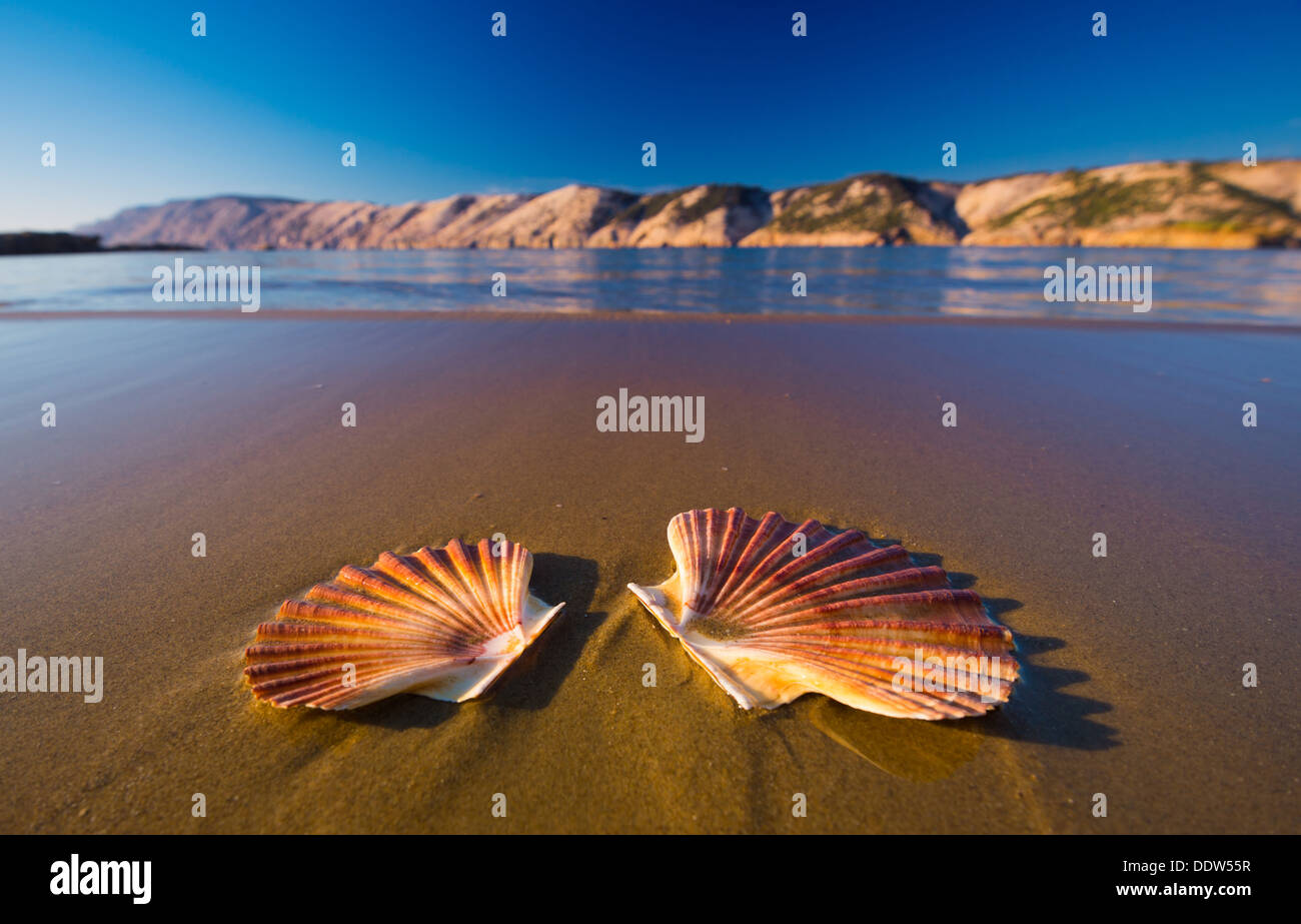 Beautiful shell on beach hi-res stock photography and images - Alamy