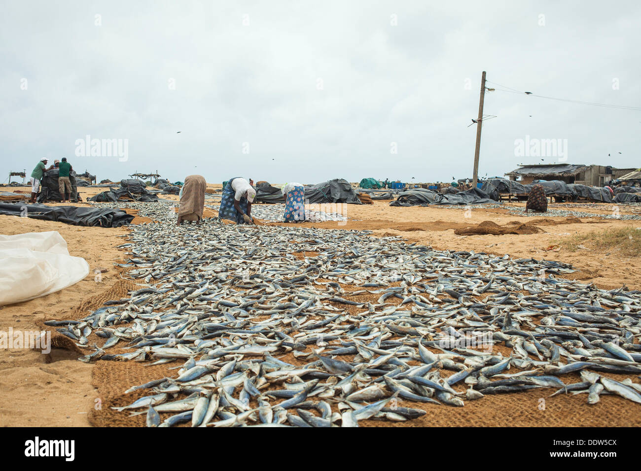 People turning fish to dry in the sun on the beach in Negombo on august ...