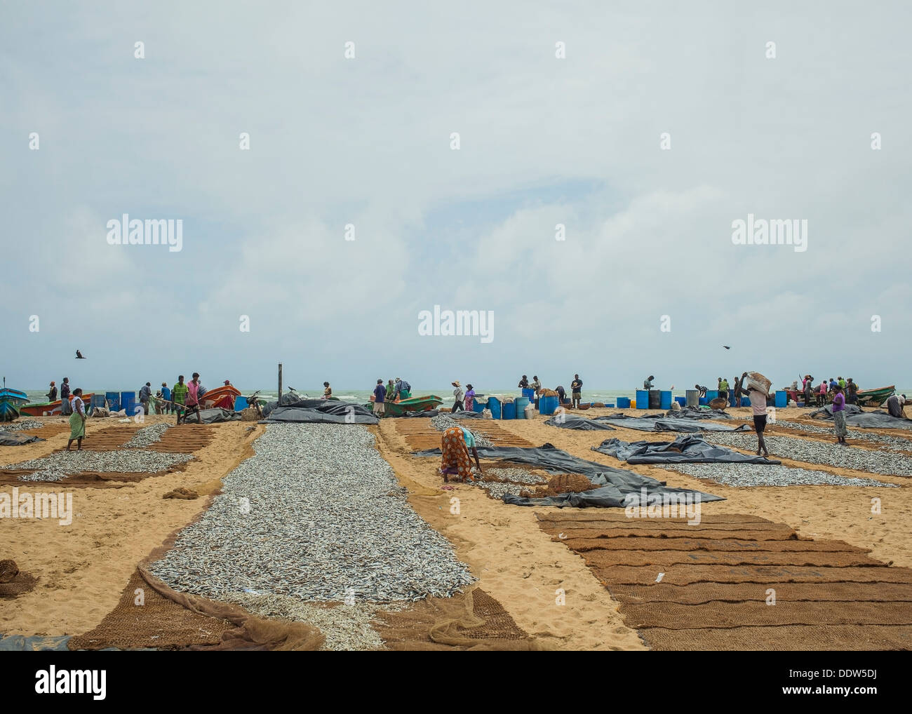 Drying fish on the sandy seashore in Negombo Stock Photo - Alamy