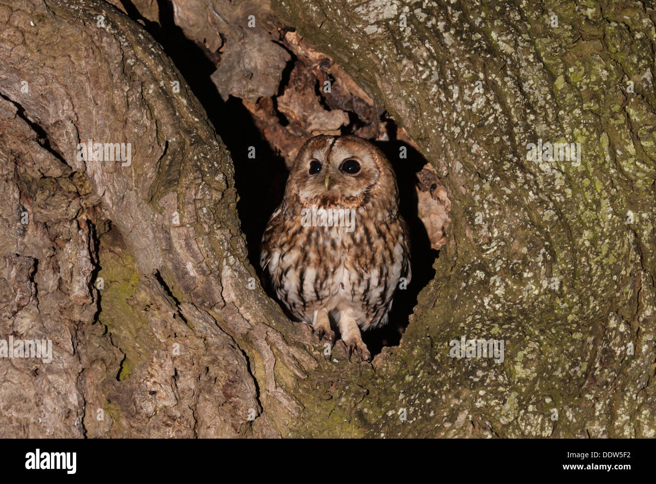 Tawny owl nest hi-res stock photography and images - Alamy