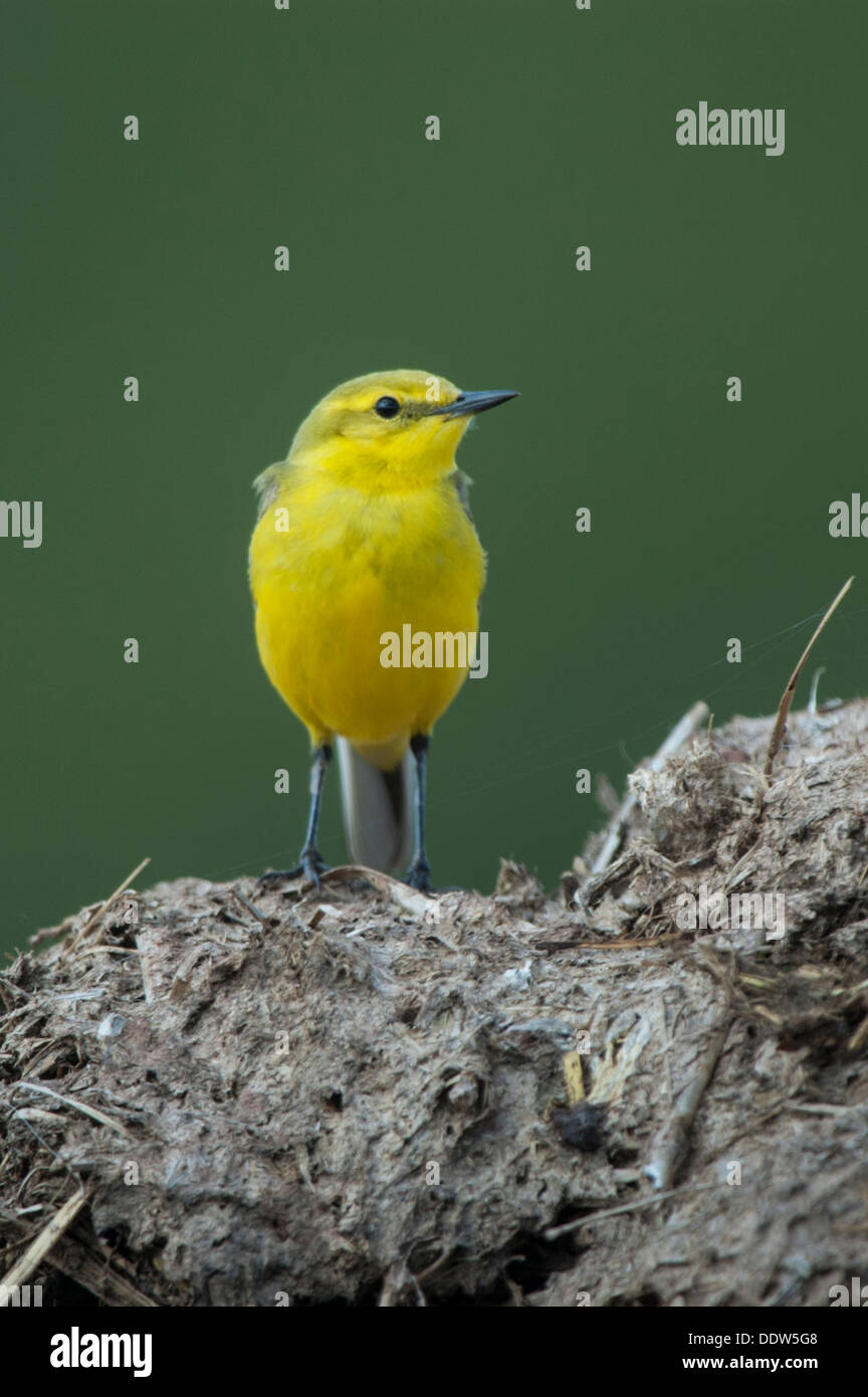 Muck bird hi-res stock photography and images - Alamy