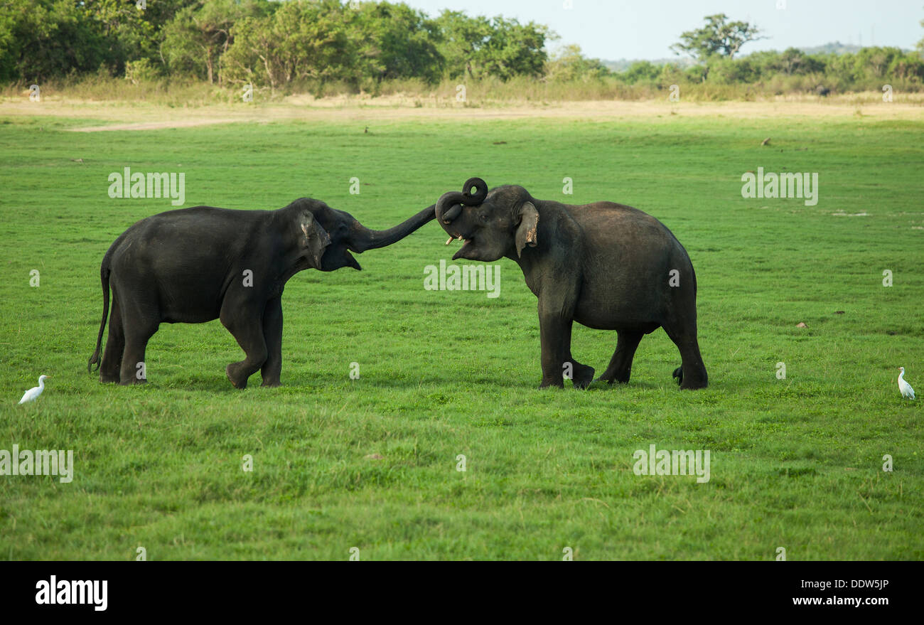 Elephants play fighting hi-res stock photography and images - Alamy