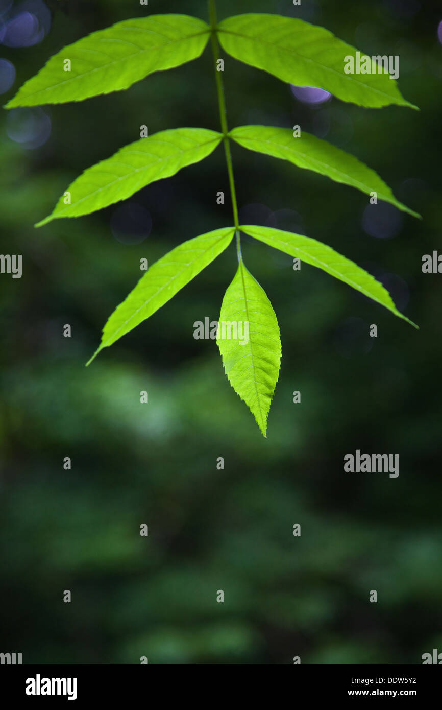 Ash tree leaves hi-res stock photography and images - Alamy