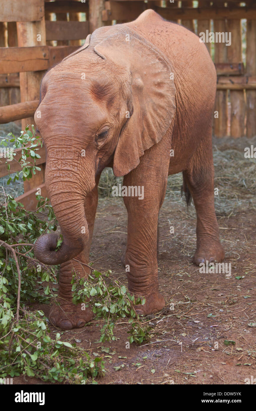 Elephant front view hi-res stock photography and images - Alamy