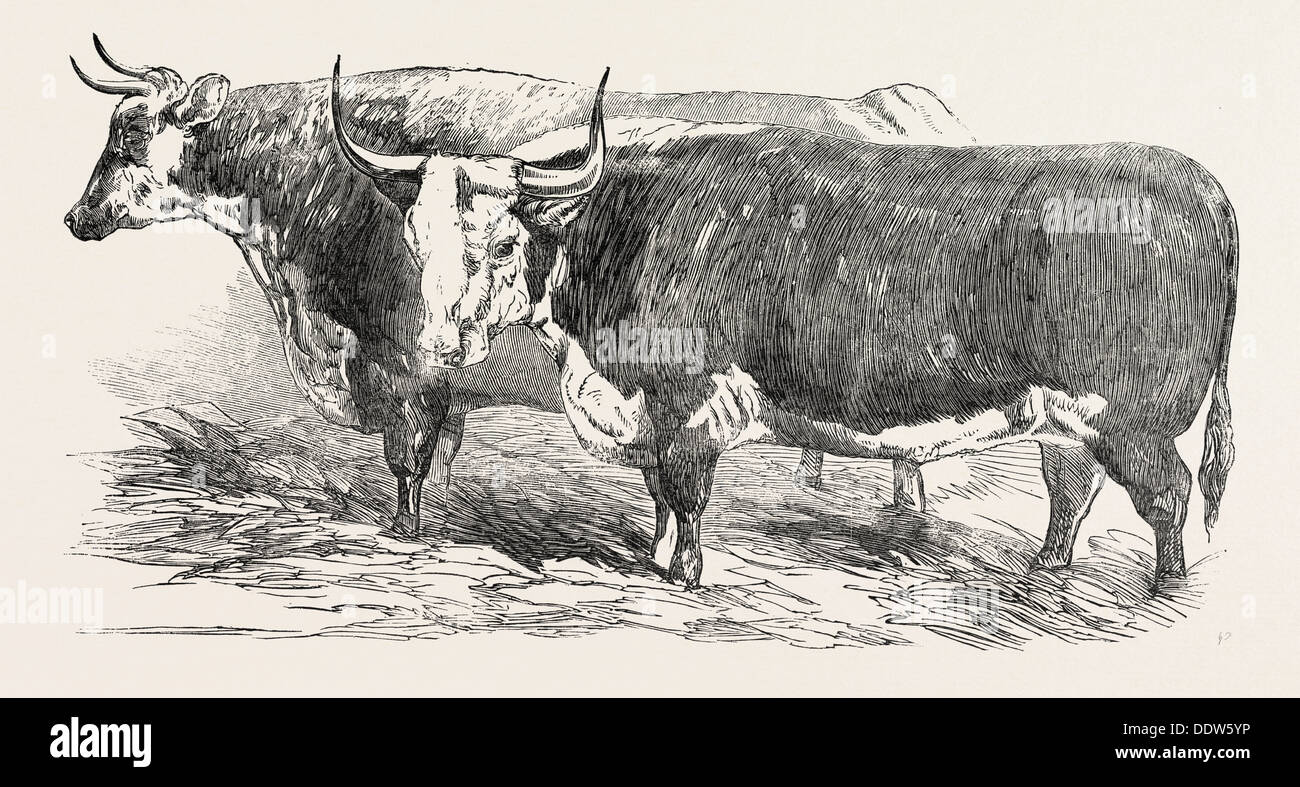 Durham cattle hi-res stock photography and images - Alamy