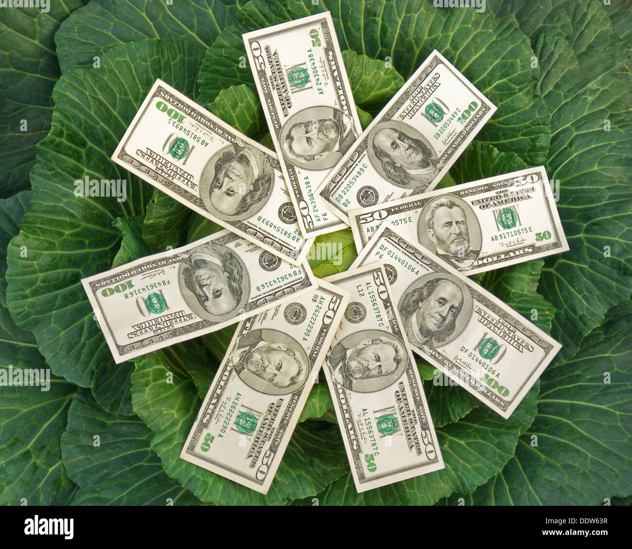 Photo of money situated on green big cabbage Stock Photo - Alamy