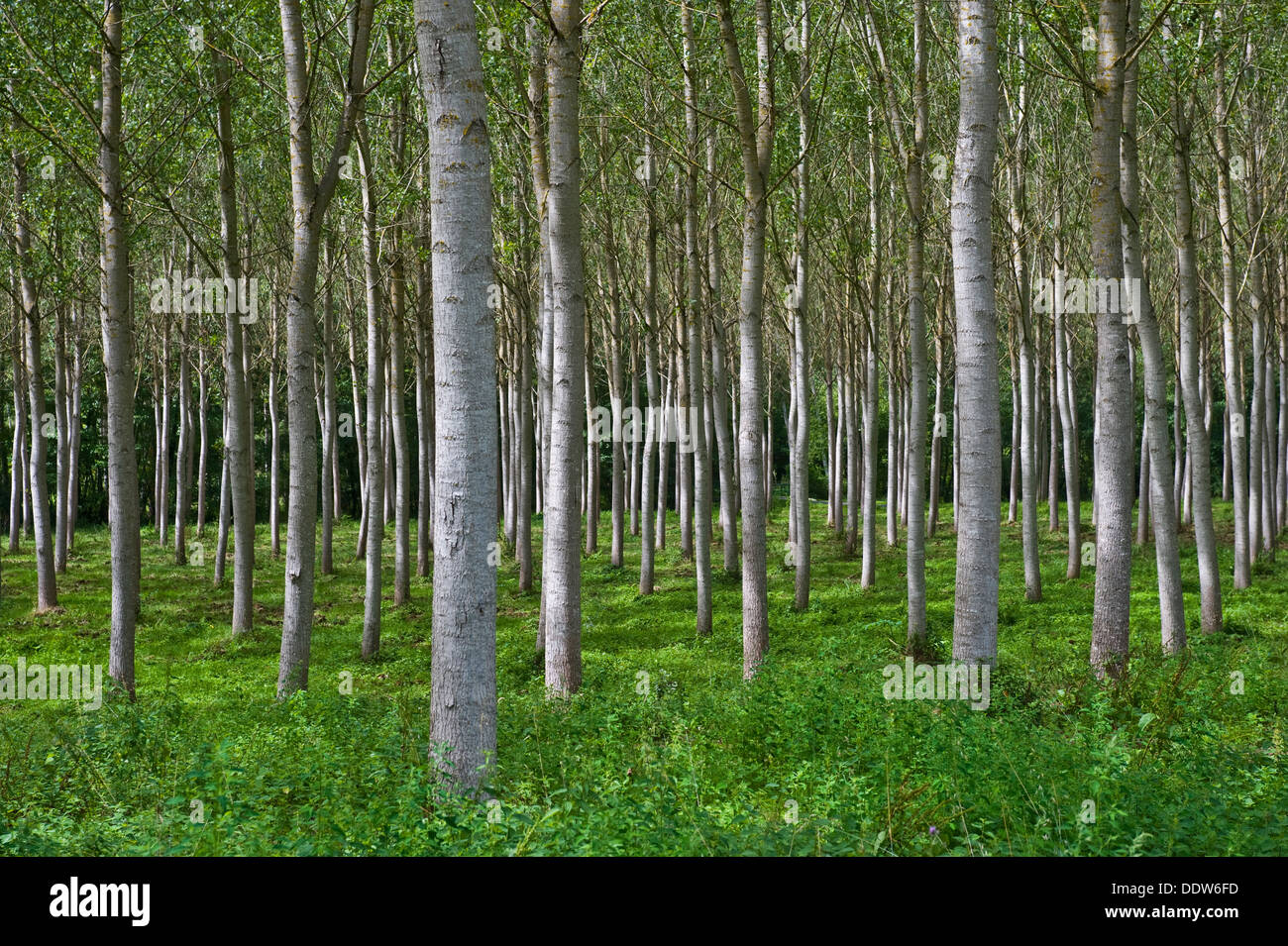 A field of uniform trees Stock Photo - Alamy