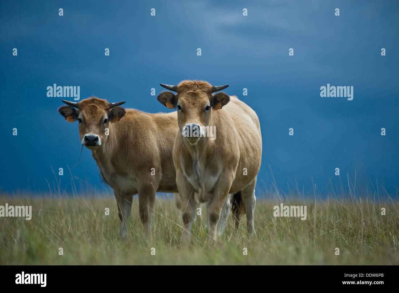 Cow looks old hi-res stock photography and images - Alamy