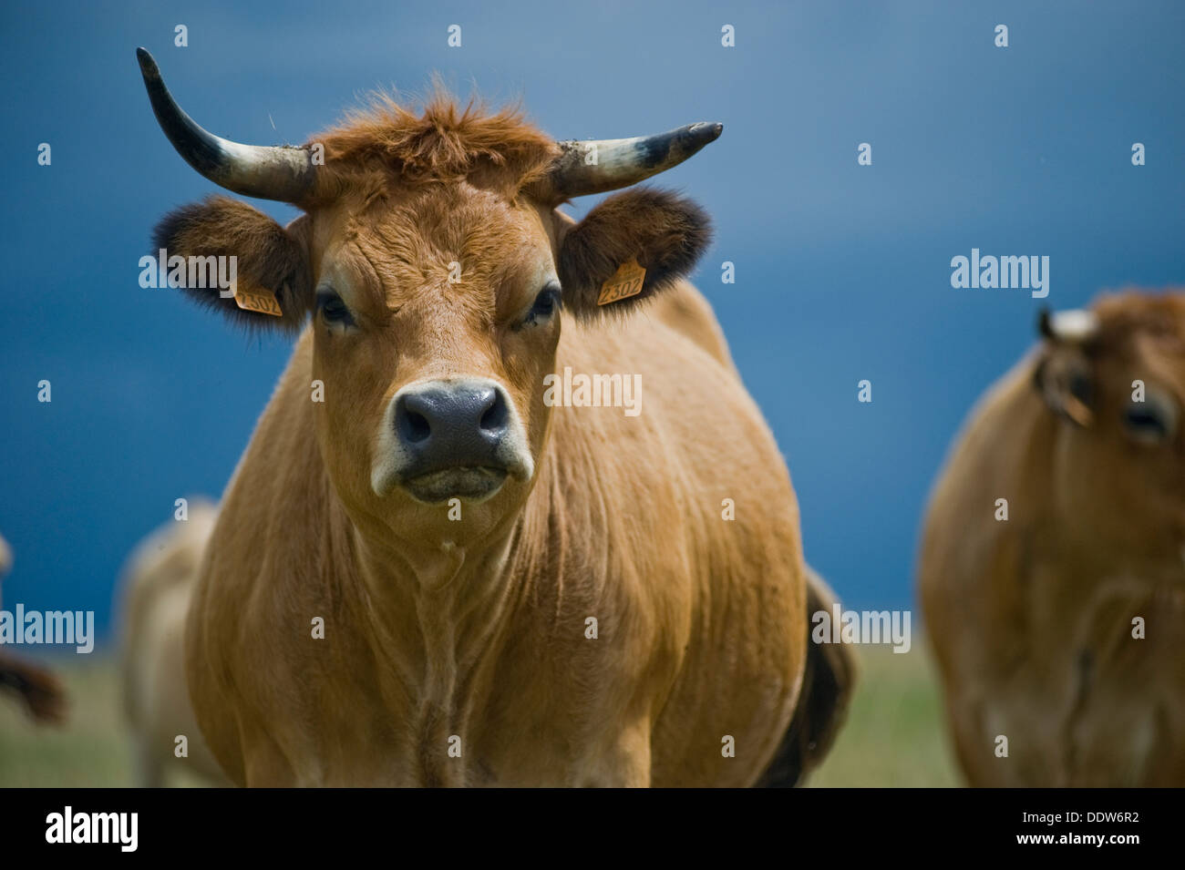 Cows in a storm hi-res stock photography and images - Alamy