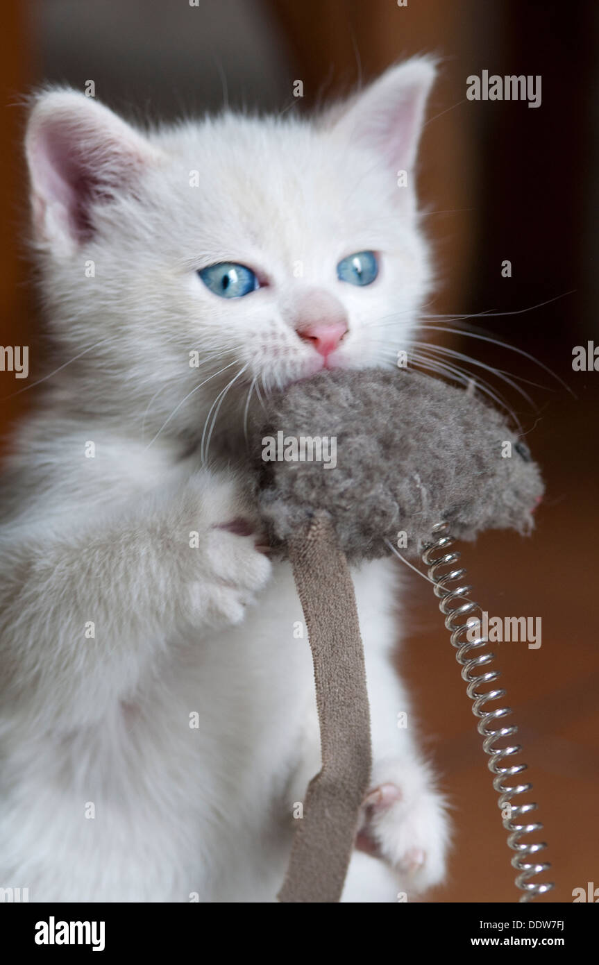 White Kitten with Blue Eyes with Her Toy Mouse Stock Photo - Alamy