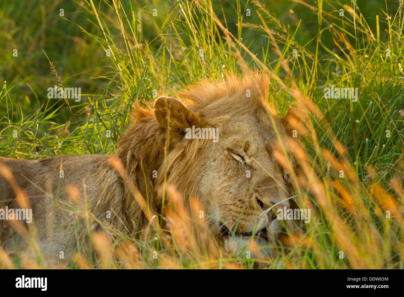 Sleepy lion hi-res stock photography and images - Alamy