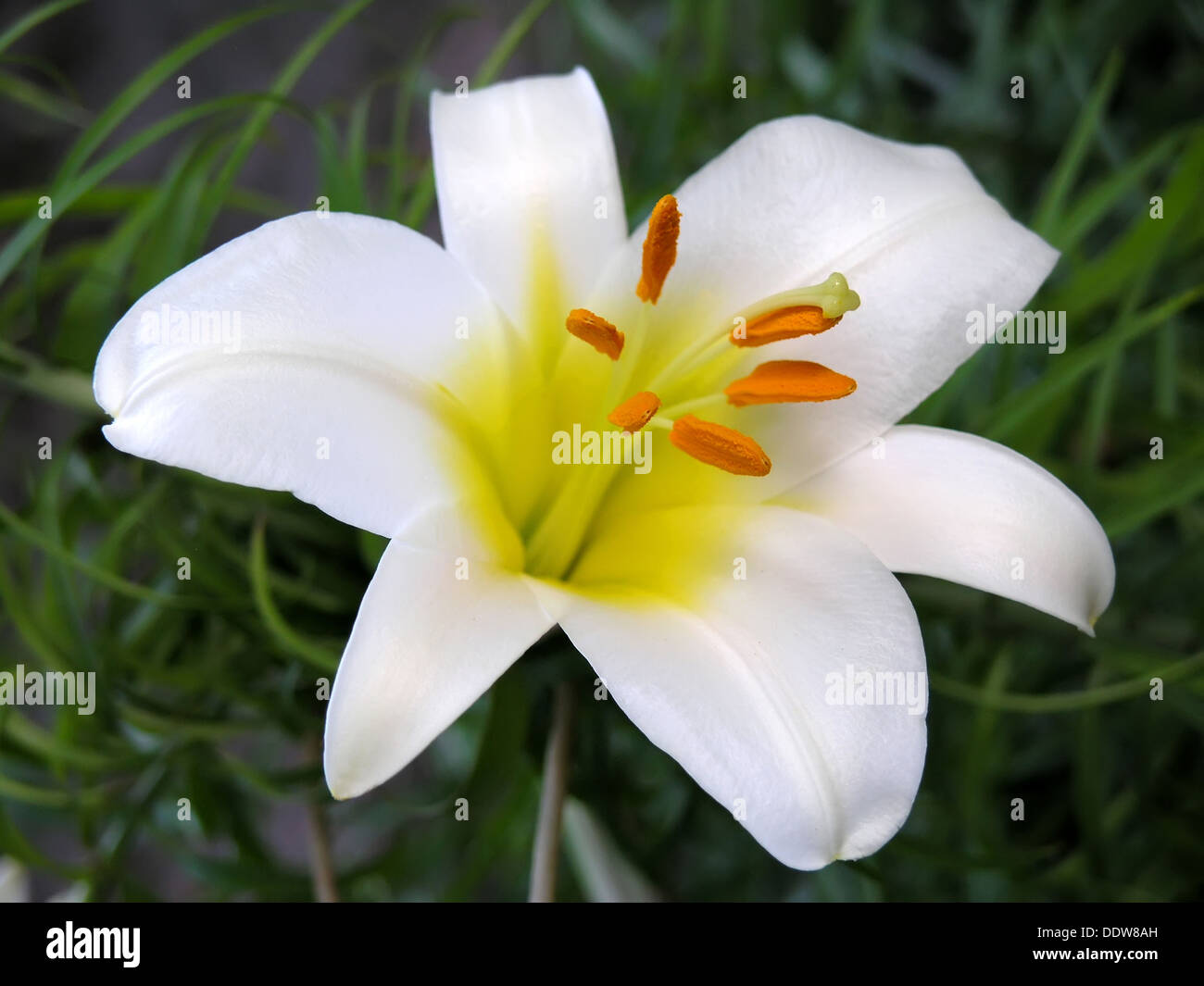 Macro Close-up Photo of tender soft lily Stock Photo - Alamy