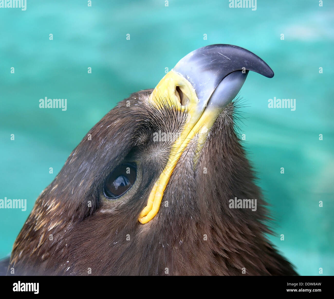 Falcon-sepulchre glare and frown Stock Photo - Alamy