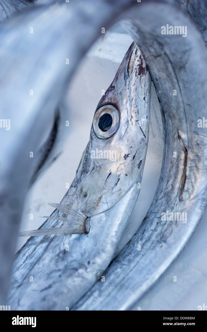 Silver scabbardfish hi-res stock photography and images - Alamy