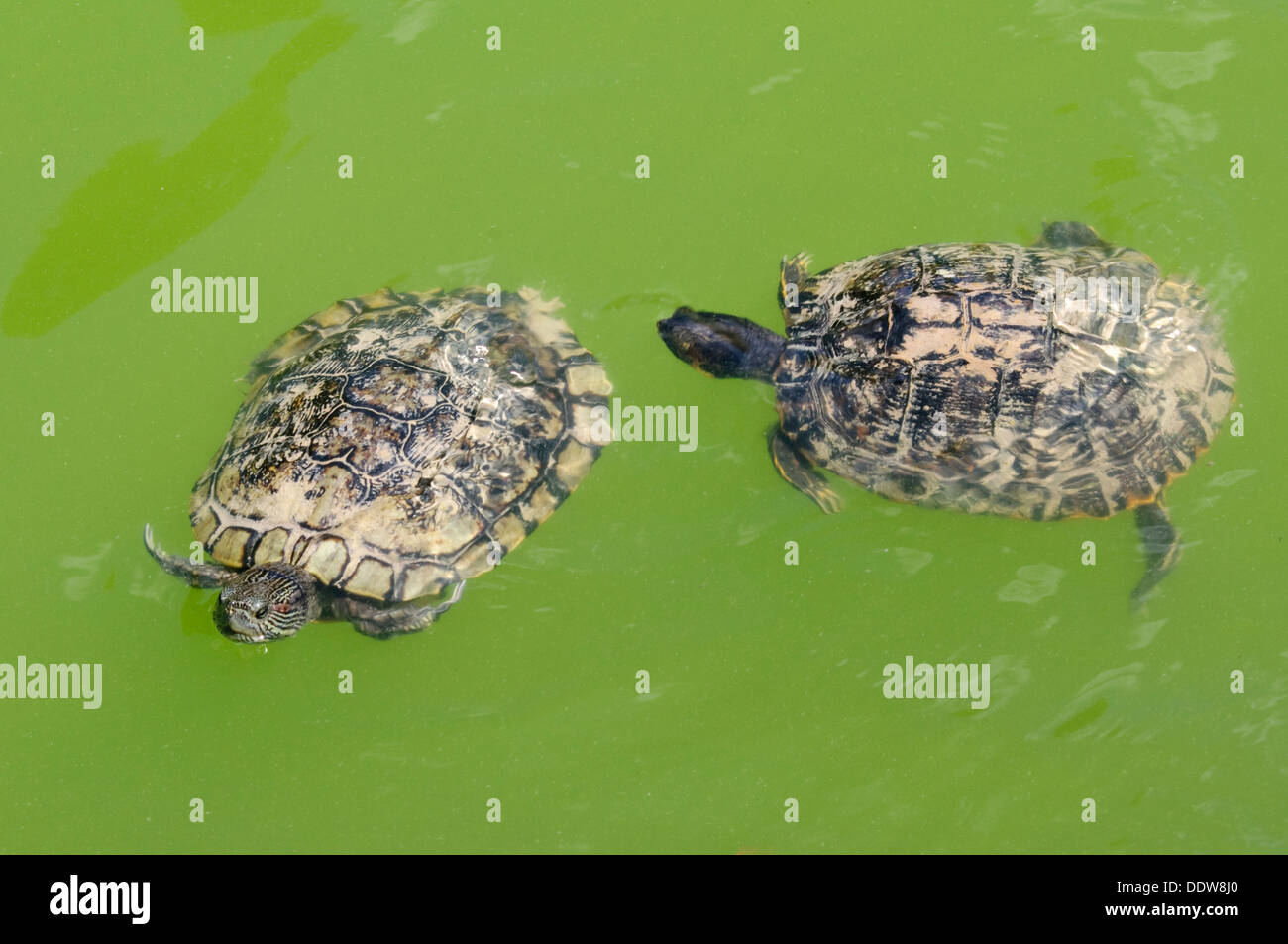 Couple swimming pool italy hi-res stock photography and images - Alamy