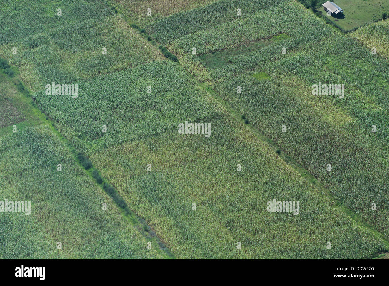 Maize farm africa hi-res stock photography and images - Alamy