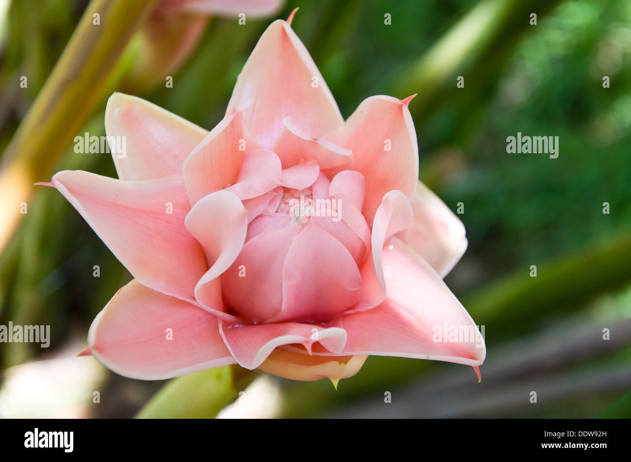 Ginger flower bud hi-res stock photography and images - Alamy
