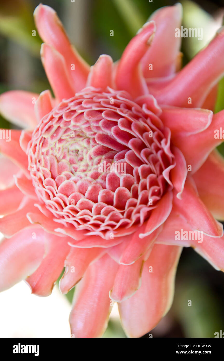 Ginger flower bud hi-res stock photography and images - Alamy
