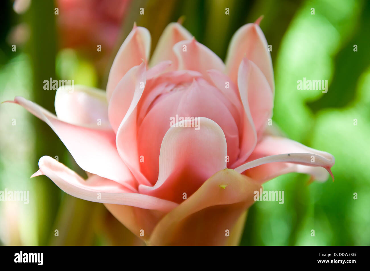 Ginger flower bud hi-res stock photography and images - Alamy