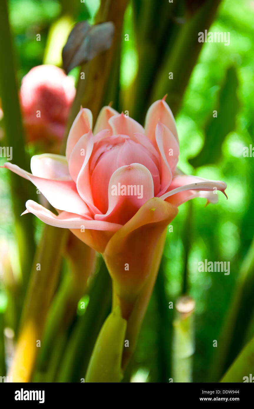Ginger flower bud hi-res stock photography and images - Alamy