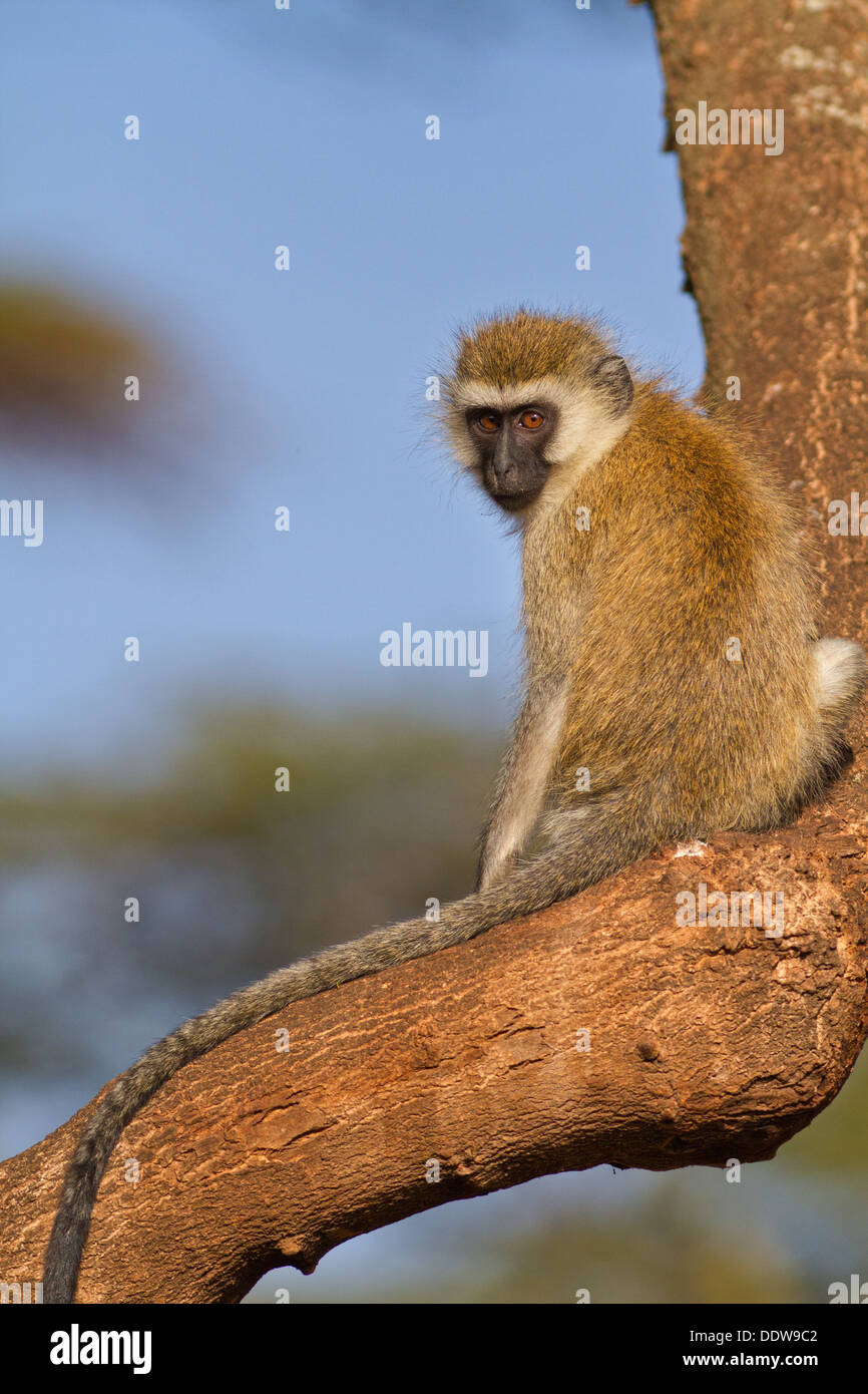 Vervet face hi-res stock photography and images - Alamy
