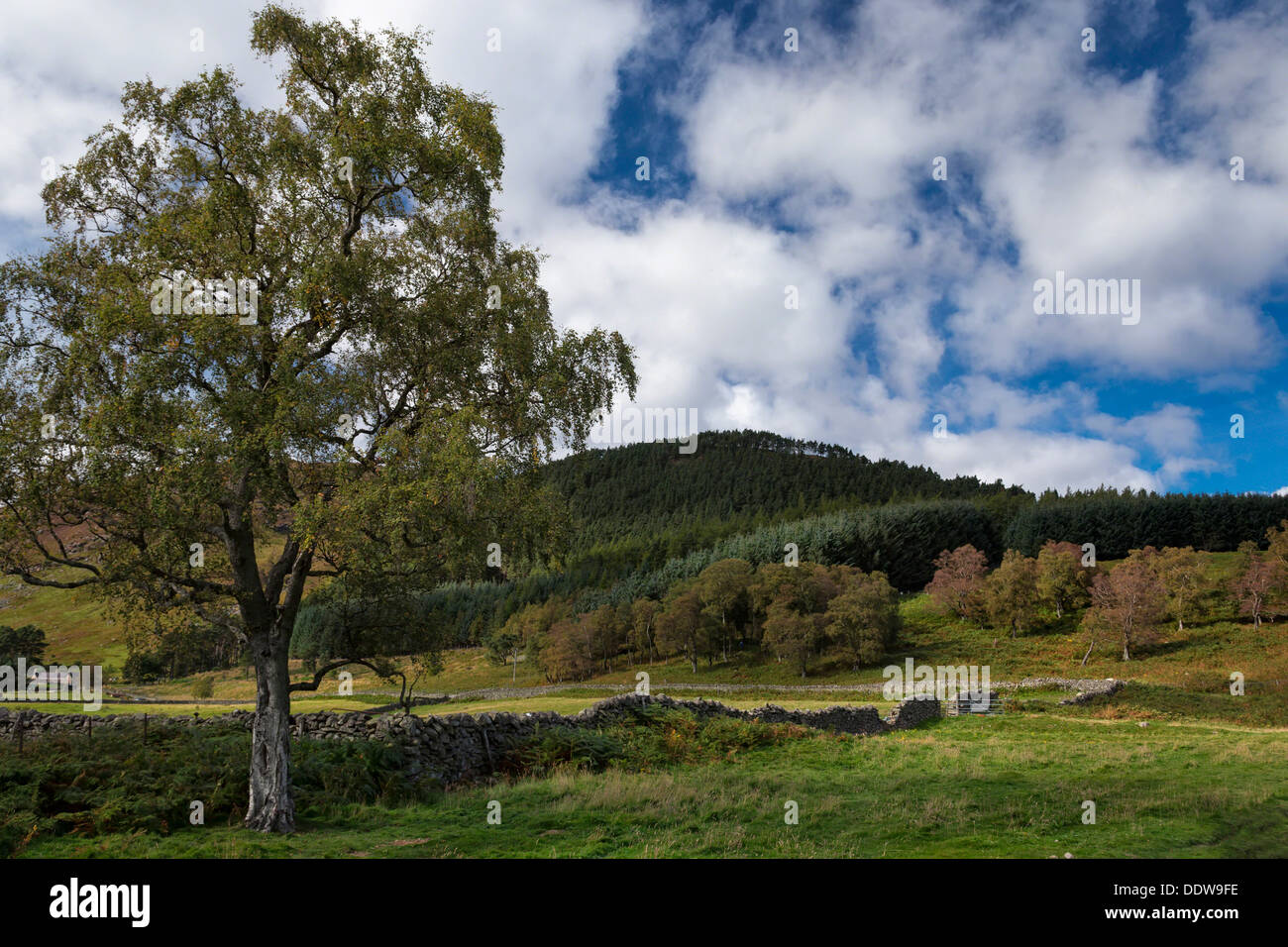 Scottish countryside hi-res stock photography and images - Alamy